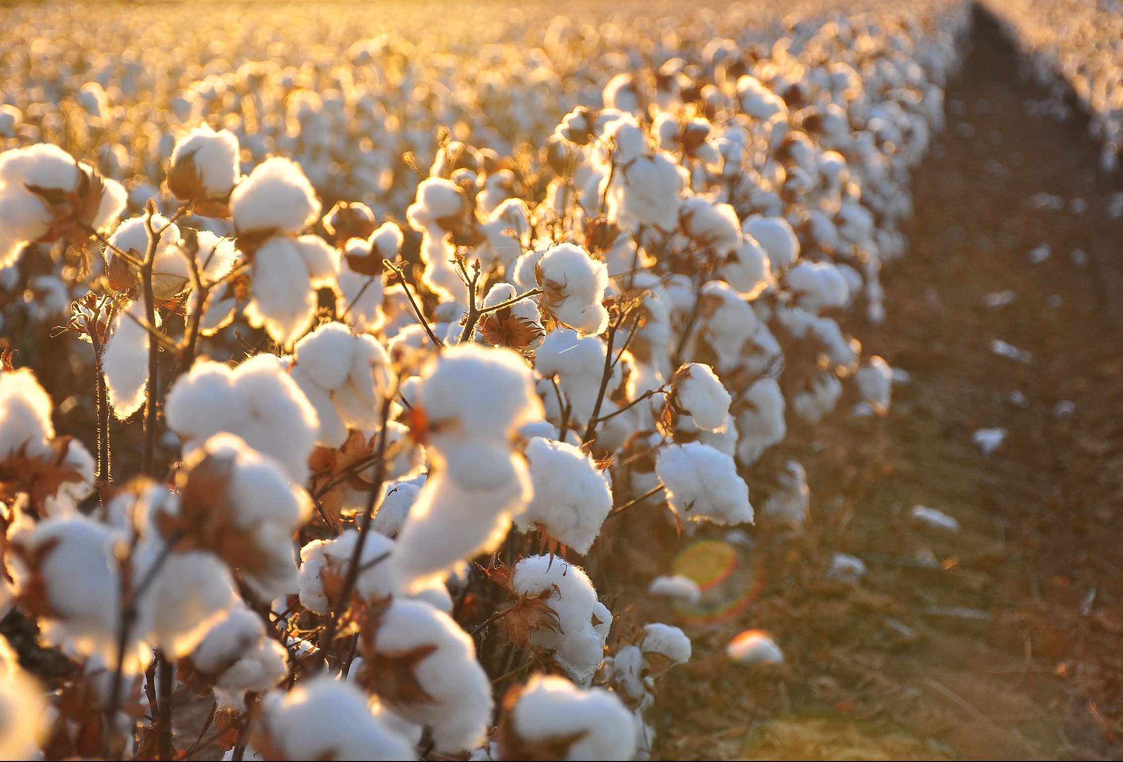 Παγκόσμια Ημέρα Βάμβακος - Agro Tec