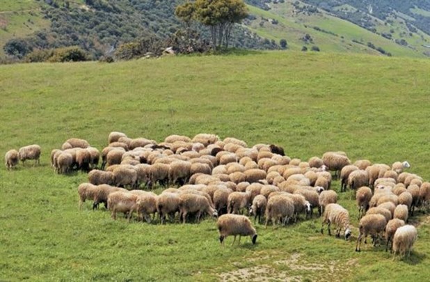 Απογραφή ζωικού κεφαλαίου στη Θεσσαλία - Agro Tec