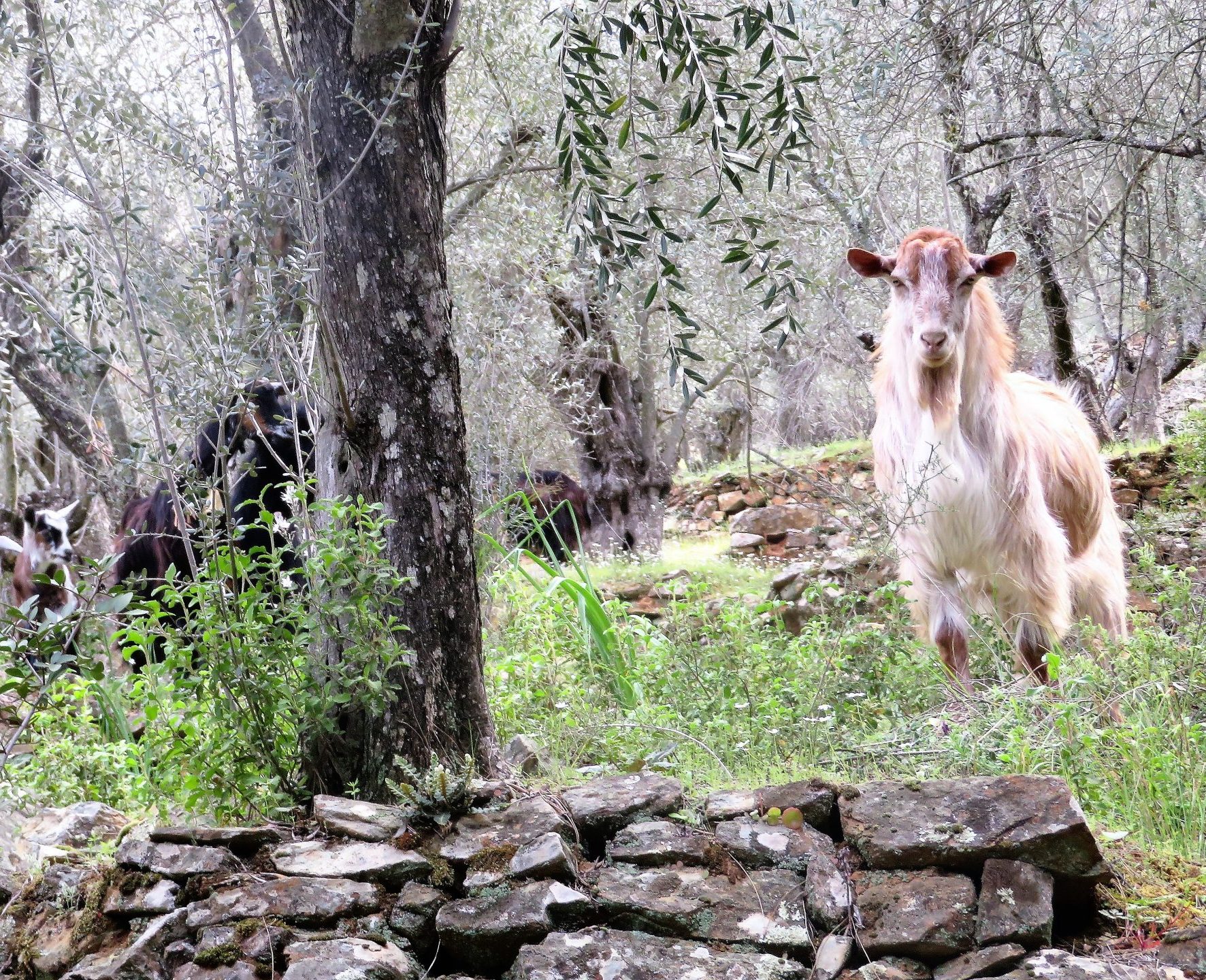 Έλεγχοι του υπουργείου για τα αμνοερίφια εν όψει Πρωτομαγιάς - Agro Tec