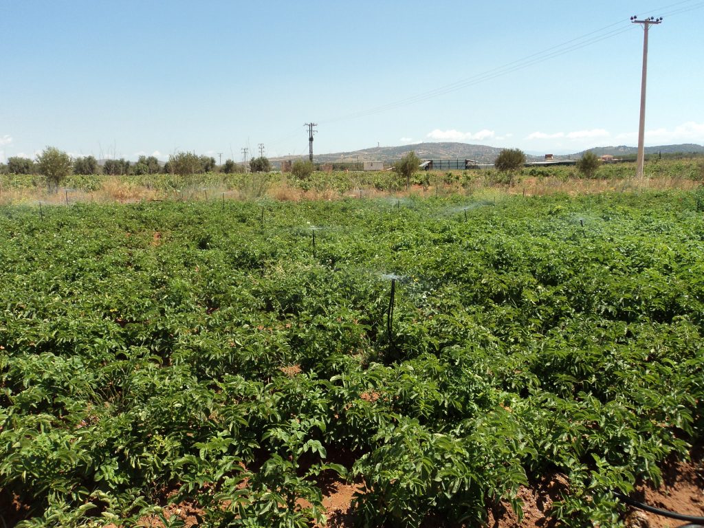 Πολλαπλασιαστικό υλικό πατάτας - Agro Tec