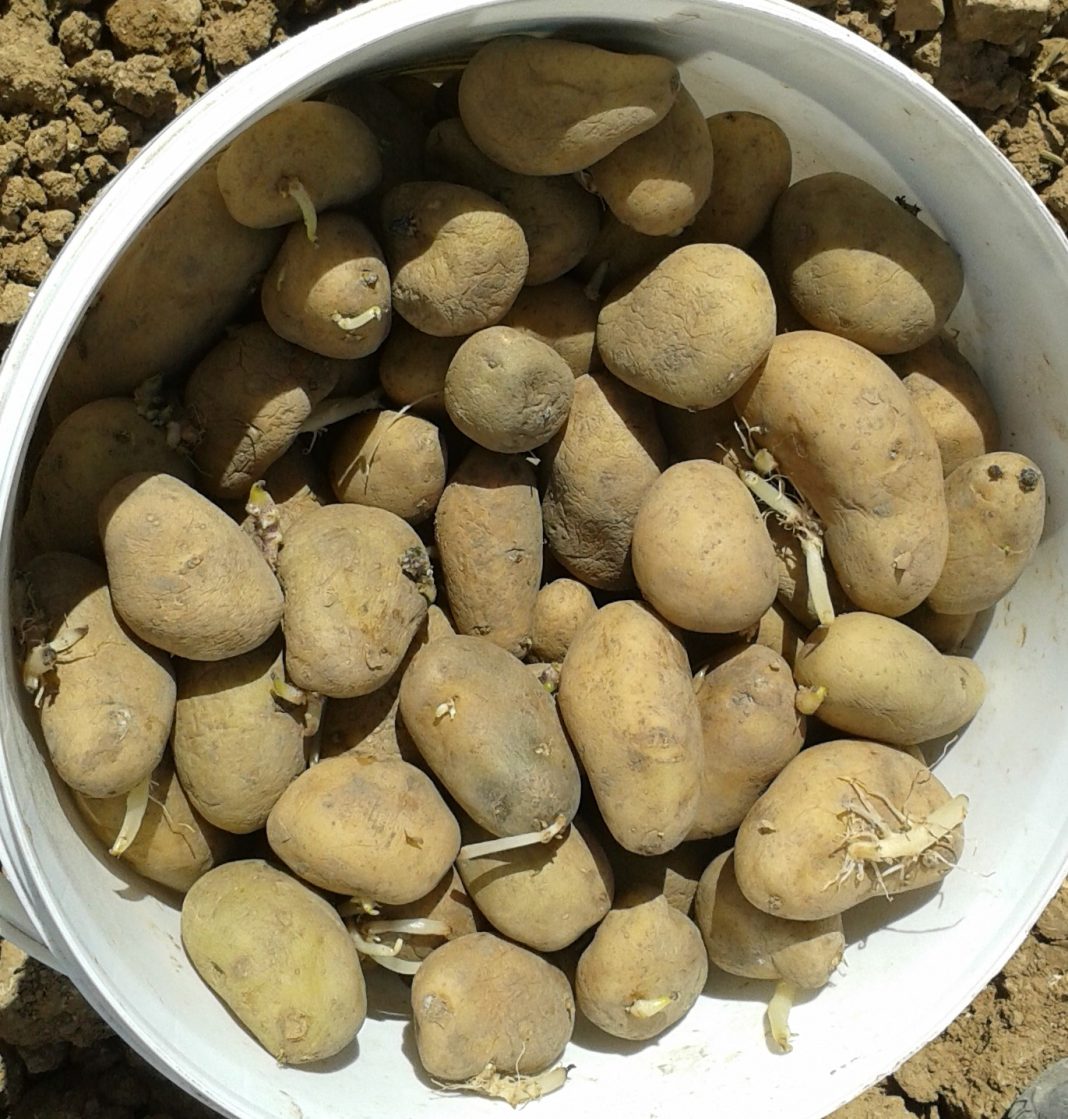 Πολλαπλασιαστικό υλικό πατάτας - Agro Tec