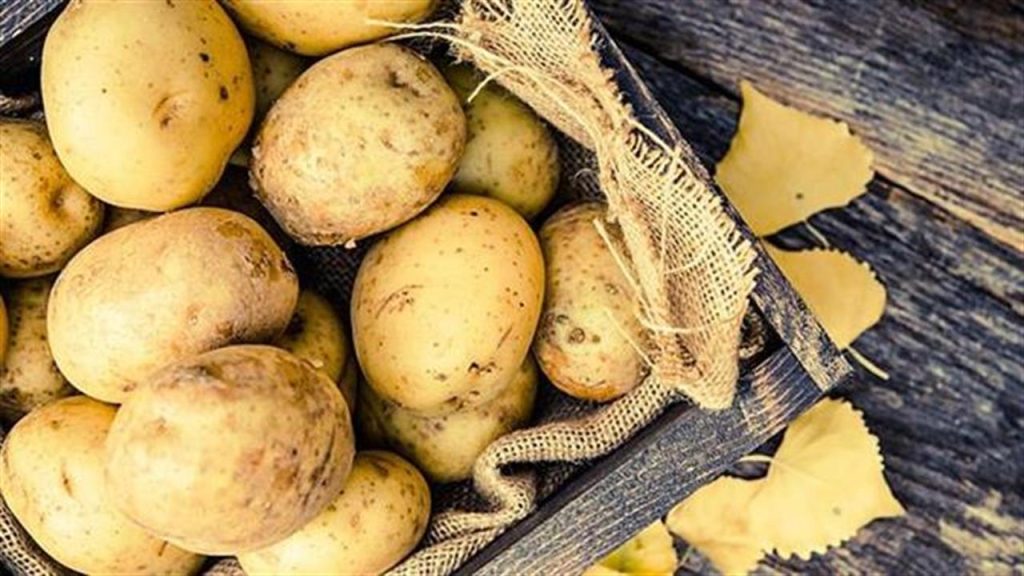 Πρώιμη και καλοκαιρινή πατάτα - Agro Tec