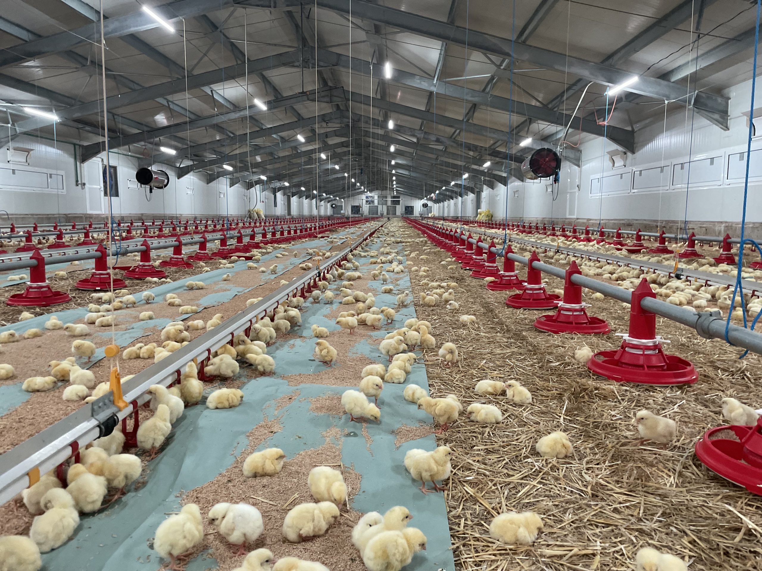 Ηλίας Αλεξίου: Οργάνωση και λειτουργία πτηνοτροφείων κρεατοπαραγωγής ...