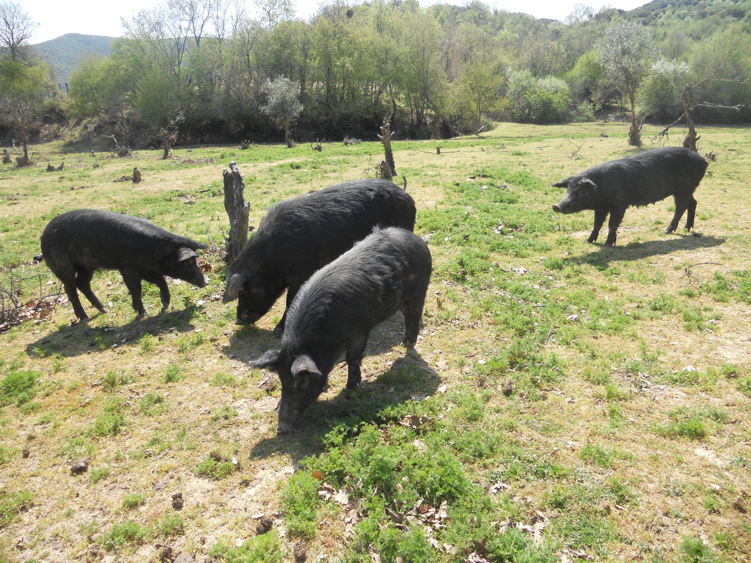 Μαύρος χοίρος: Ο κίνδυνος εξαφάνισης και η ανάγκη για δημιουργία ...