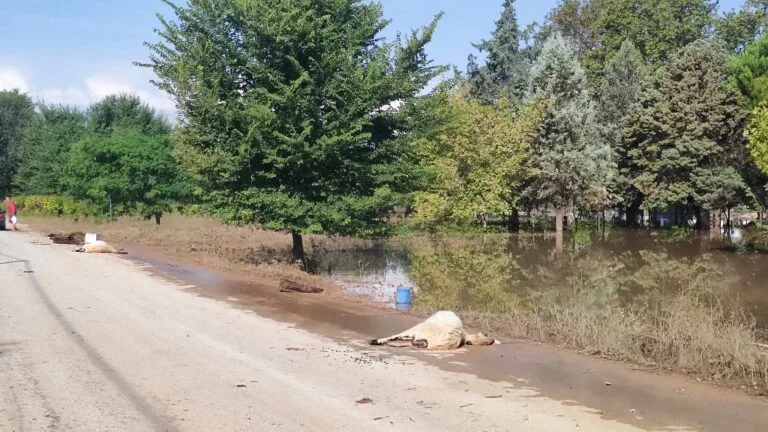 Ξεκίνησε η περισυλλογή των νεκρών ζώων στην Περιφέρεια της Θεσσαλίας ...
