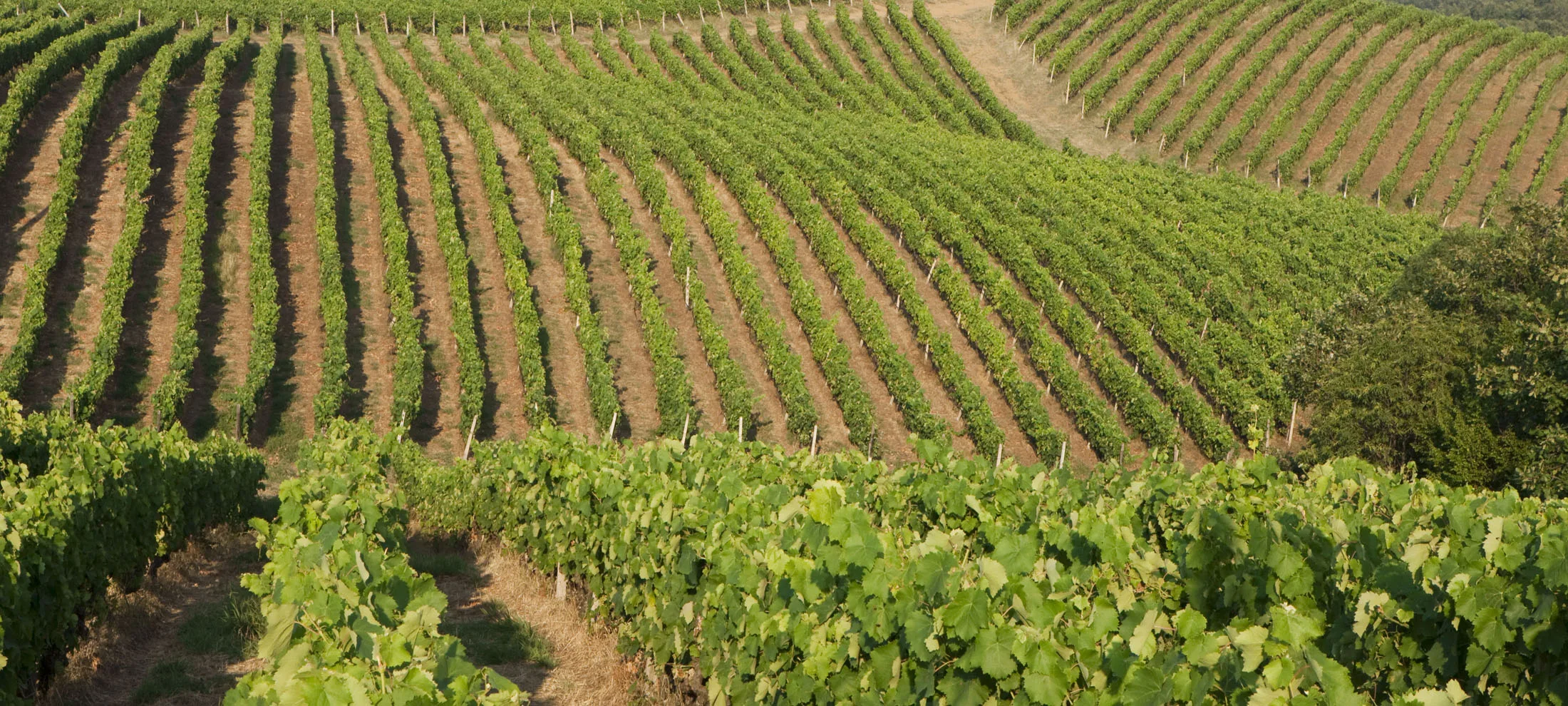 Παρασκευάς Κορδοπάτης: Η παραγωγή οινοποιήσιμων σταφυλιών και τα ...