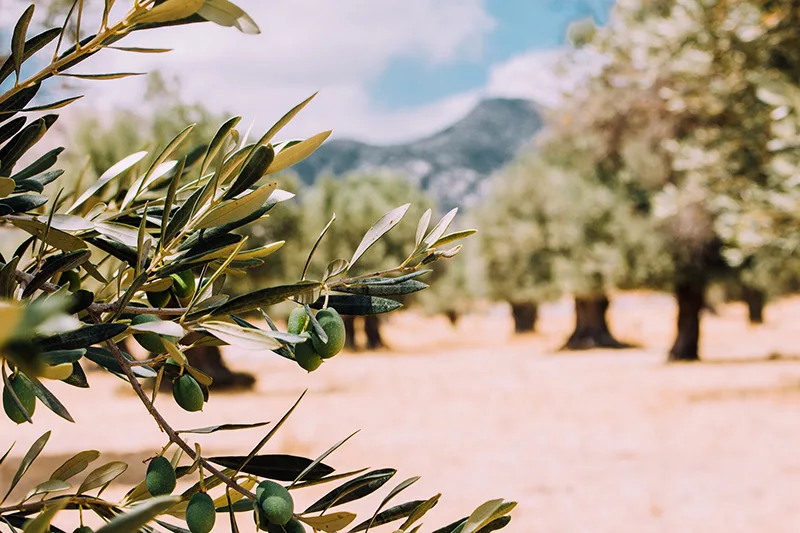 Ημερίδα για το ελαιόλαδο στην Κρήτη