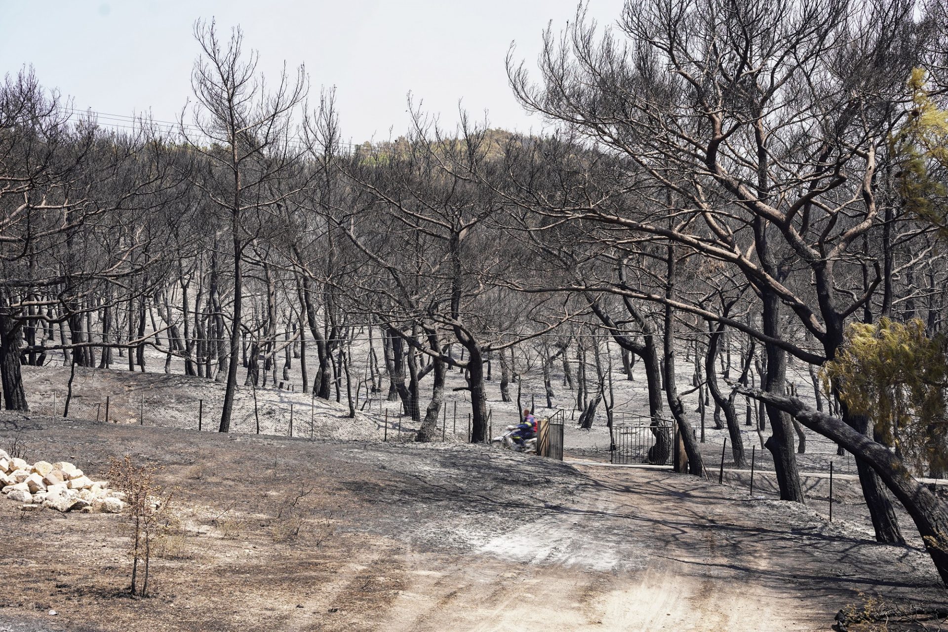 ΓΕΩΤΕΕ: Αναγκαία η επανεξέταση του ρόλου της δασικής υπηρεσίας - Agro Tec
