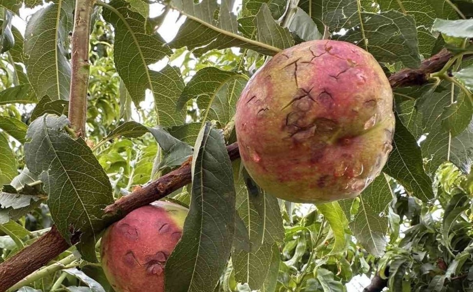 Καταστροφή σε δενδρώδεις καλλιέργειες στην Αγιά από χαλαζόπτωση - Agro Tec