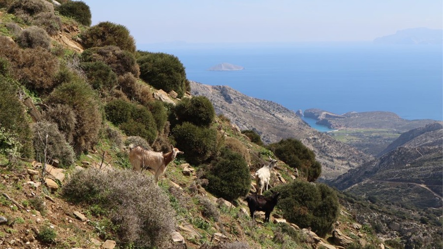 Ξεκινά η εκπαίδευση των κτηνοτρόφων για τη λήψη της συνδεδεμένης ενίσχυσης